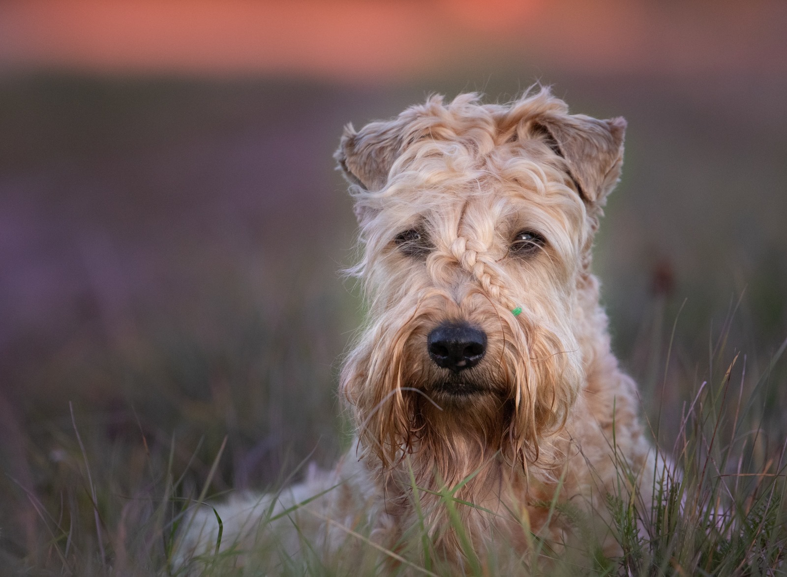 Irish softcoated wheaten terrier - MyDOG